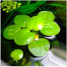 Amazon Frogbit – Genki Aquatics